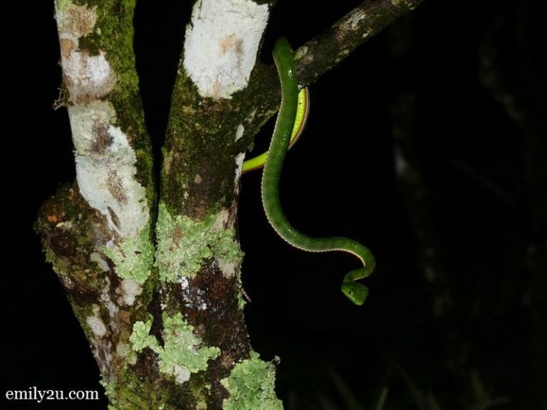 Night Herping in Awana Garden, Genting Highlands | From Emily To You