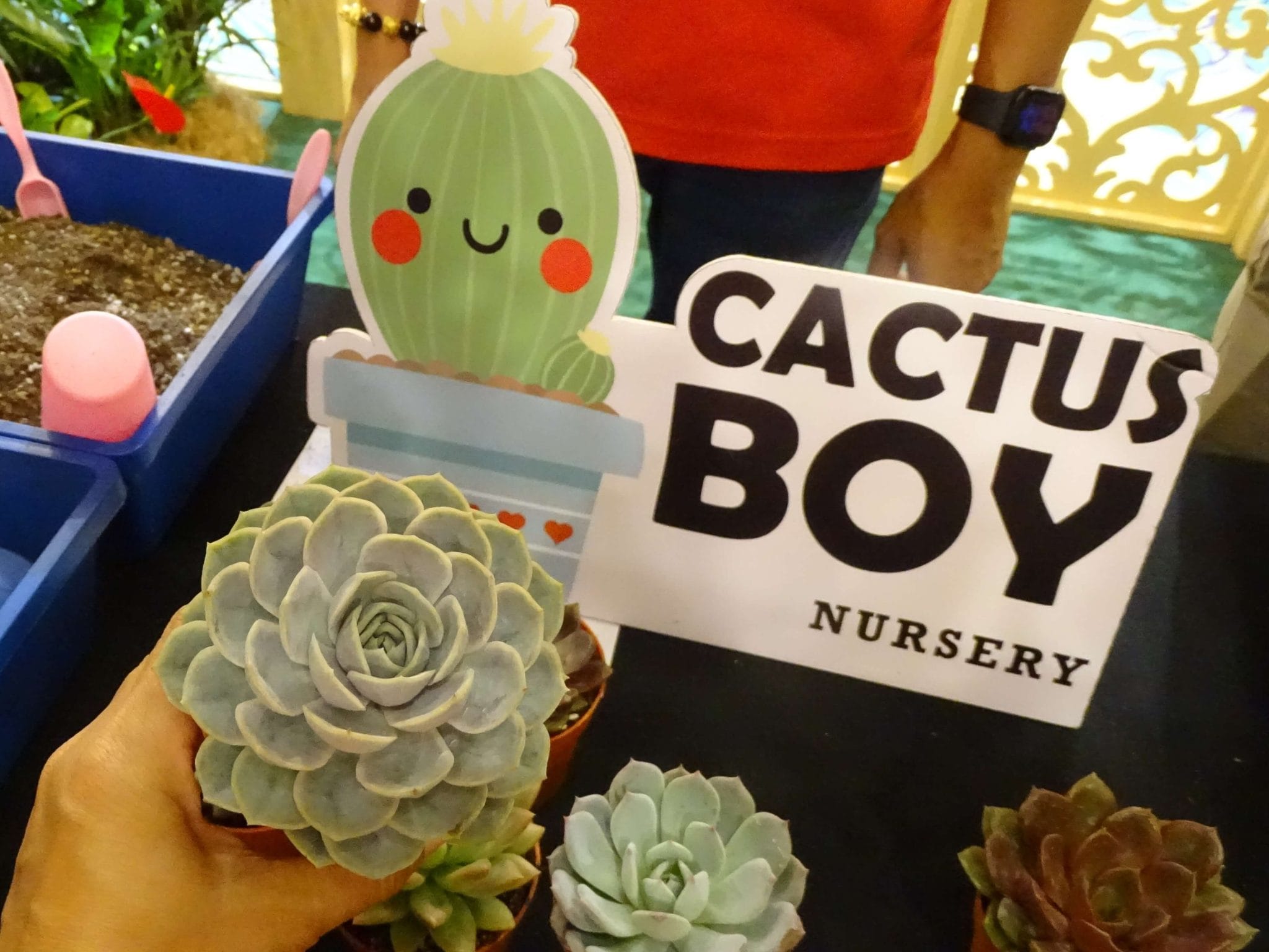 Malaysia’s Largest Succulent Fair at Ipoh Parade by Cactus Boy Nursery ...